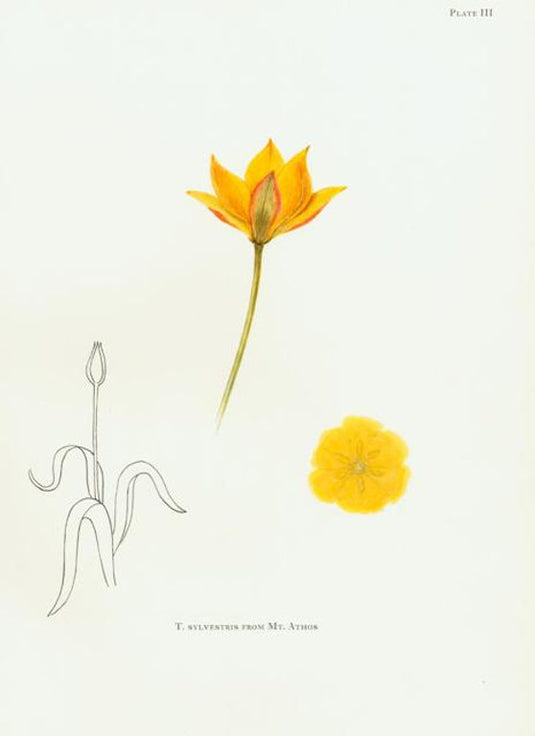 ANTONIO RAIMO GALLERY