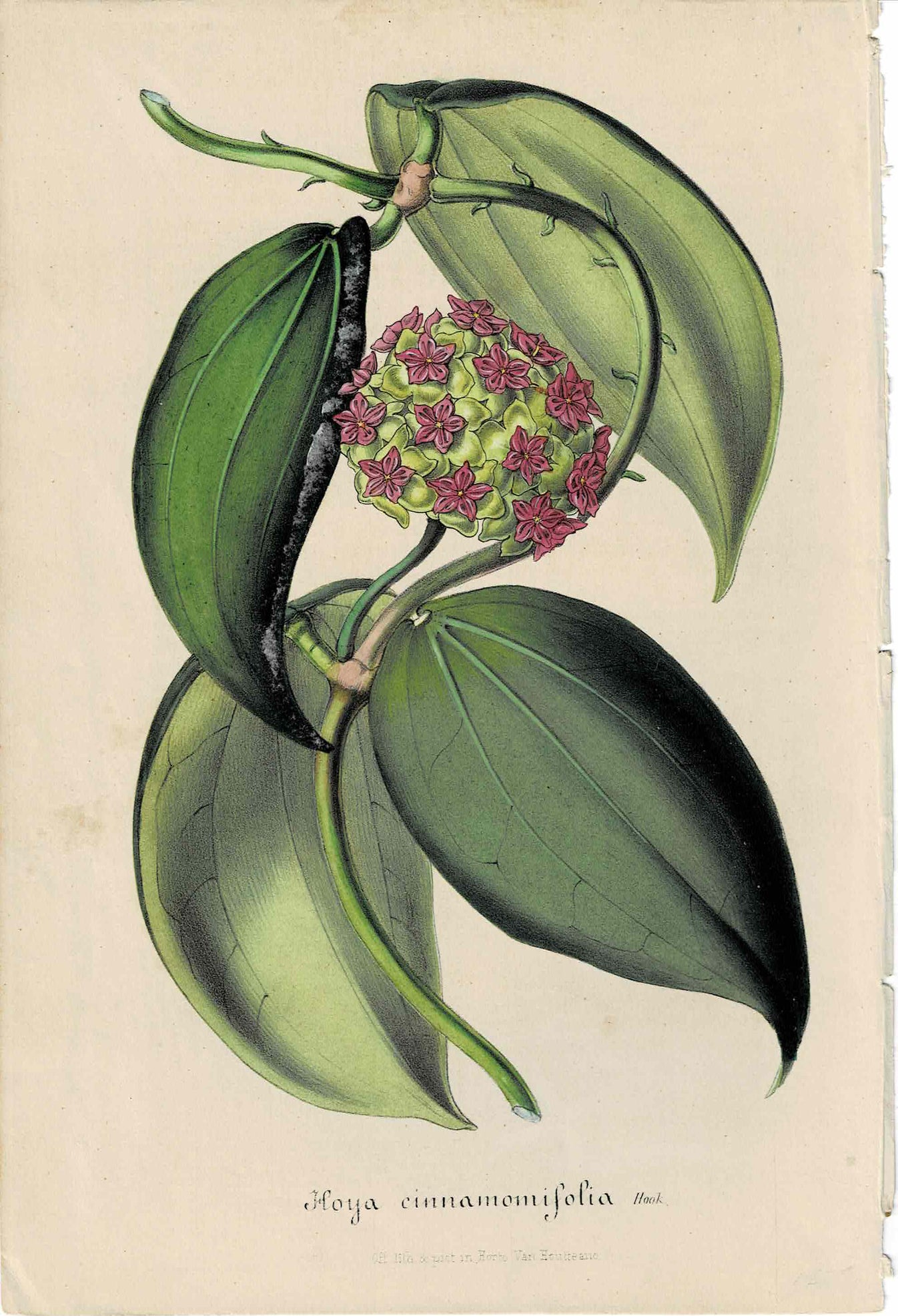 Pink Hand-Colored Botanical, Hoya Cinnamomifolia, By Horto Van Houttea ...